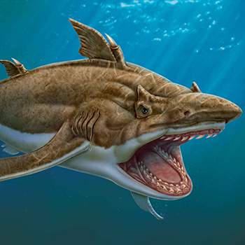 Home [illustration.qbslearning.com]